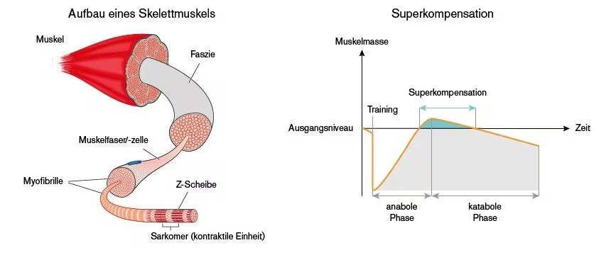 Muskelaufbau? 7 Schritte: Der Leitfaden zur Muskelmasse – @aignerelias